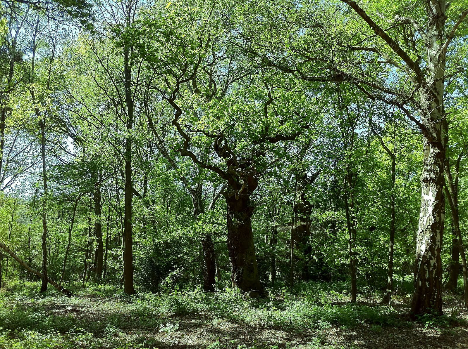 Walt Disney's Story Of Robin Hood: Some Images of Sherwood Forest