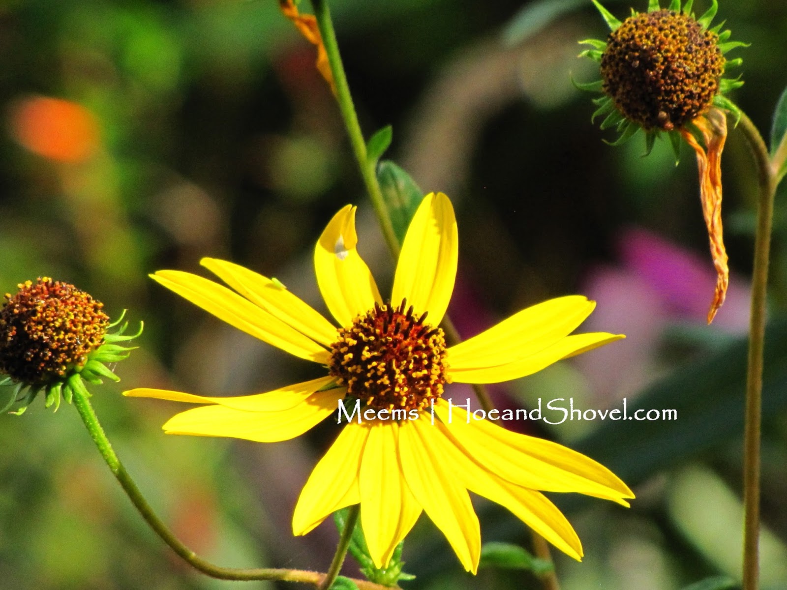 Hoe and Shovel: Swamp Sunflower
