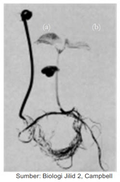 Soal Materi Percobaan Pertumbuhan pada Tumbuhan Kelas XII SMA - EDUBIO