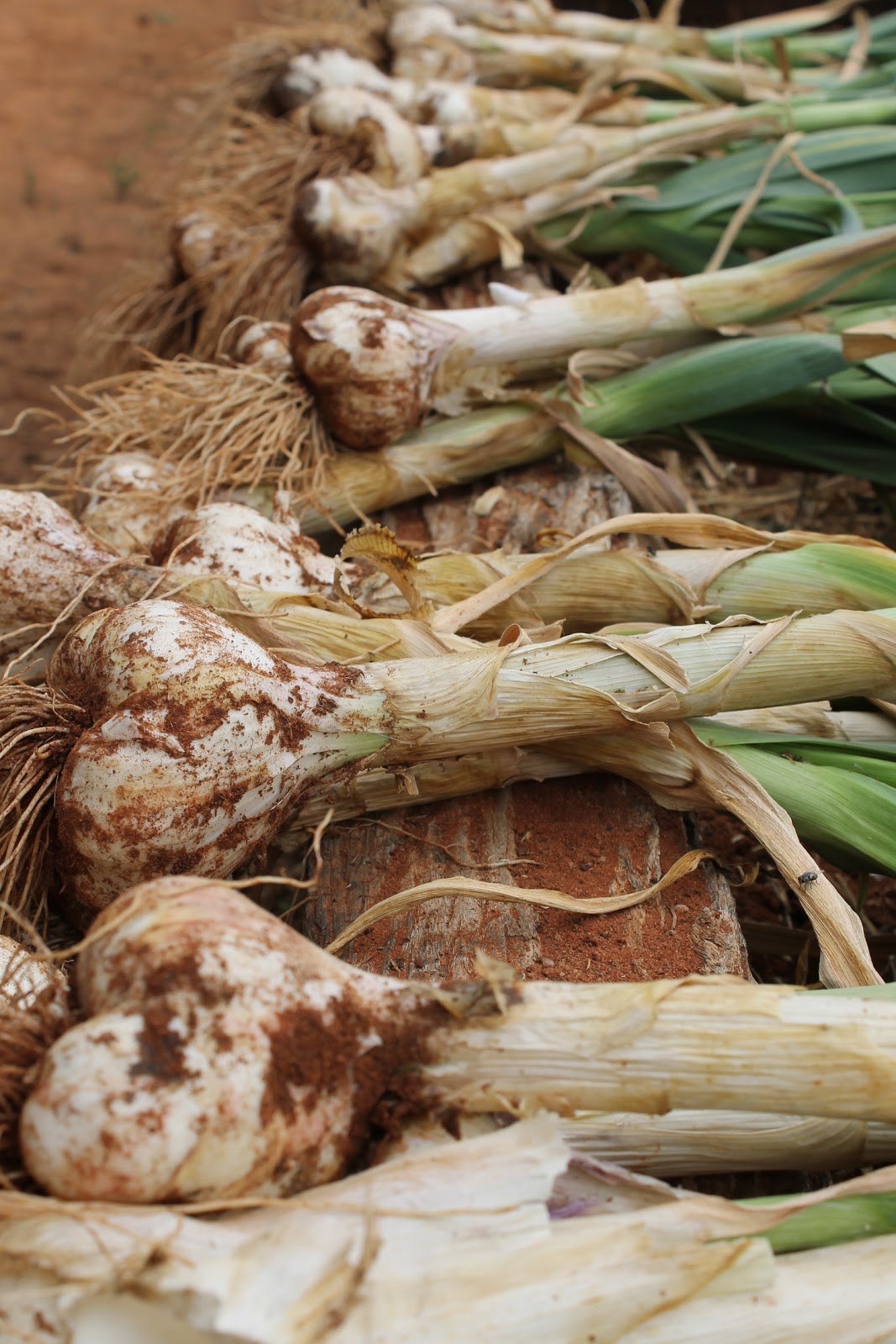 Garlic, the good stuff - The Shady Baker