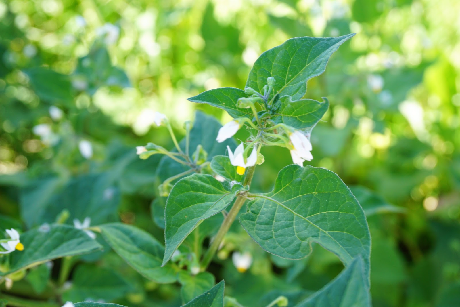 Plantas de Huerta Otea, Salamanca: Hierba mora, tomatillo del diablo ...