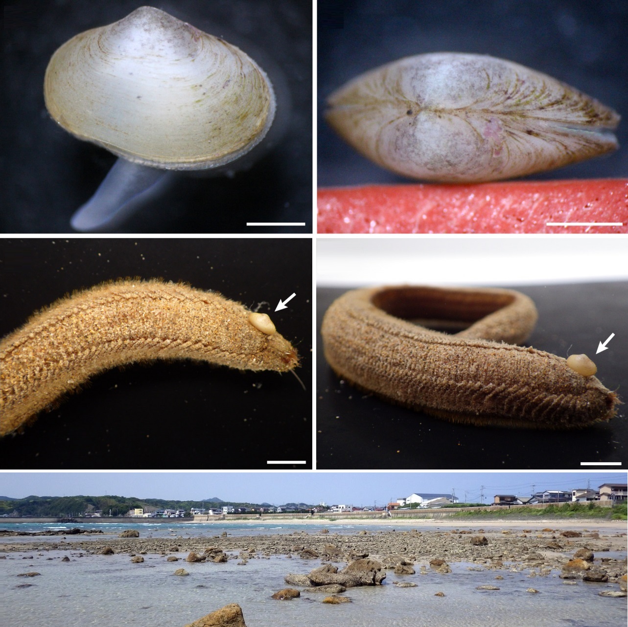 Species New to Science: [Mollusca • 2019] Worm-riding Clam: Montacutona ...