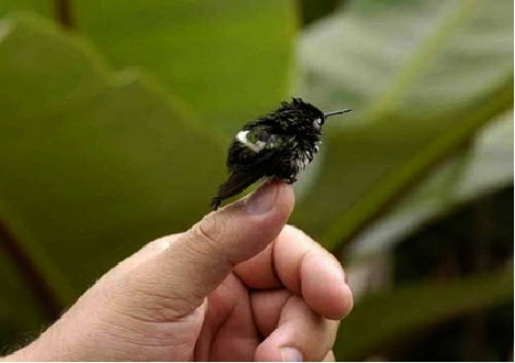 CIDADANIA ECOLÓGICA: AVE-COLIBRI-ABELHA-CUBANO É A MENOR DO MUNDO