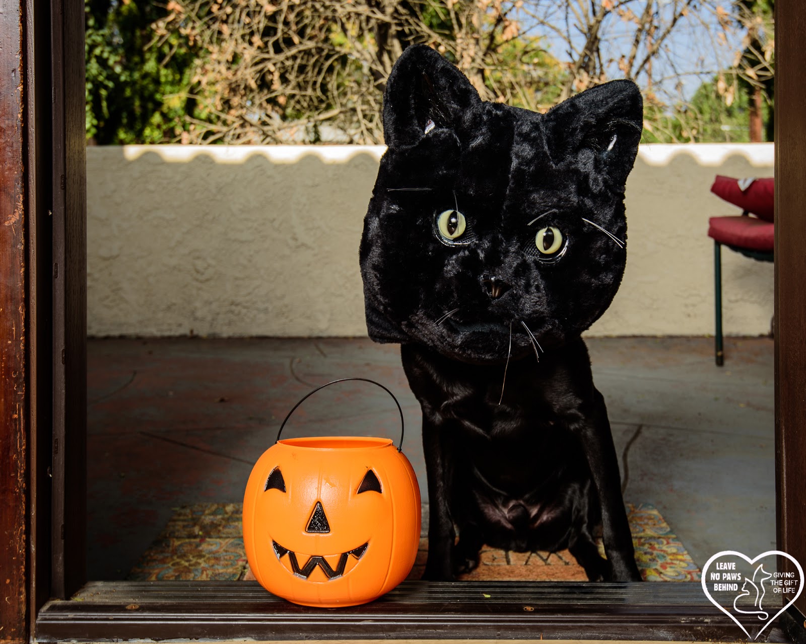 Keep Your Pet Safe At Halloween