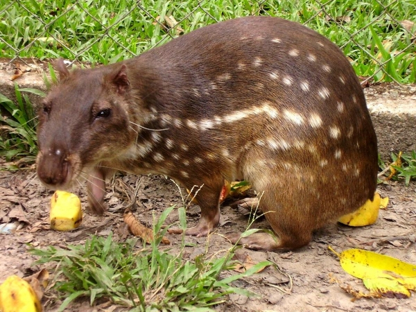 Canal Llanero : LA LAPA