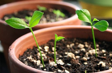 AT WHAT TEMPERATURE DO CITRUS SEEDS GERMINATE AT? |The Garden of Eaden