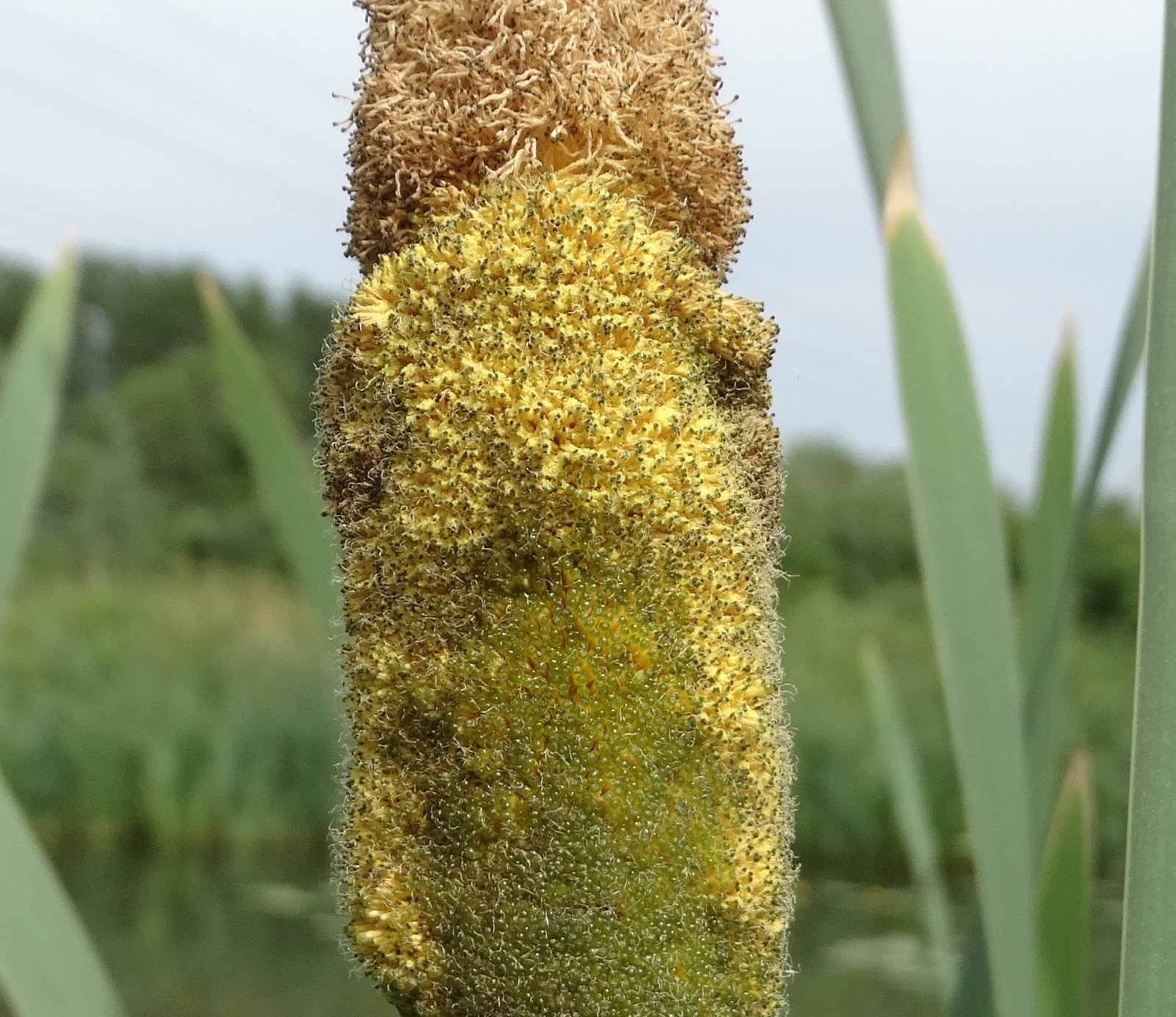 oog voor de natuur: Bloeikolf van grote lisdodde (Typha latifolia). De ...