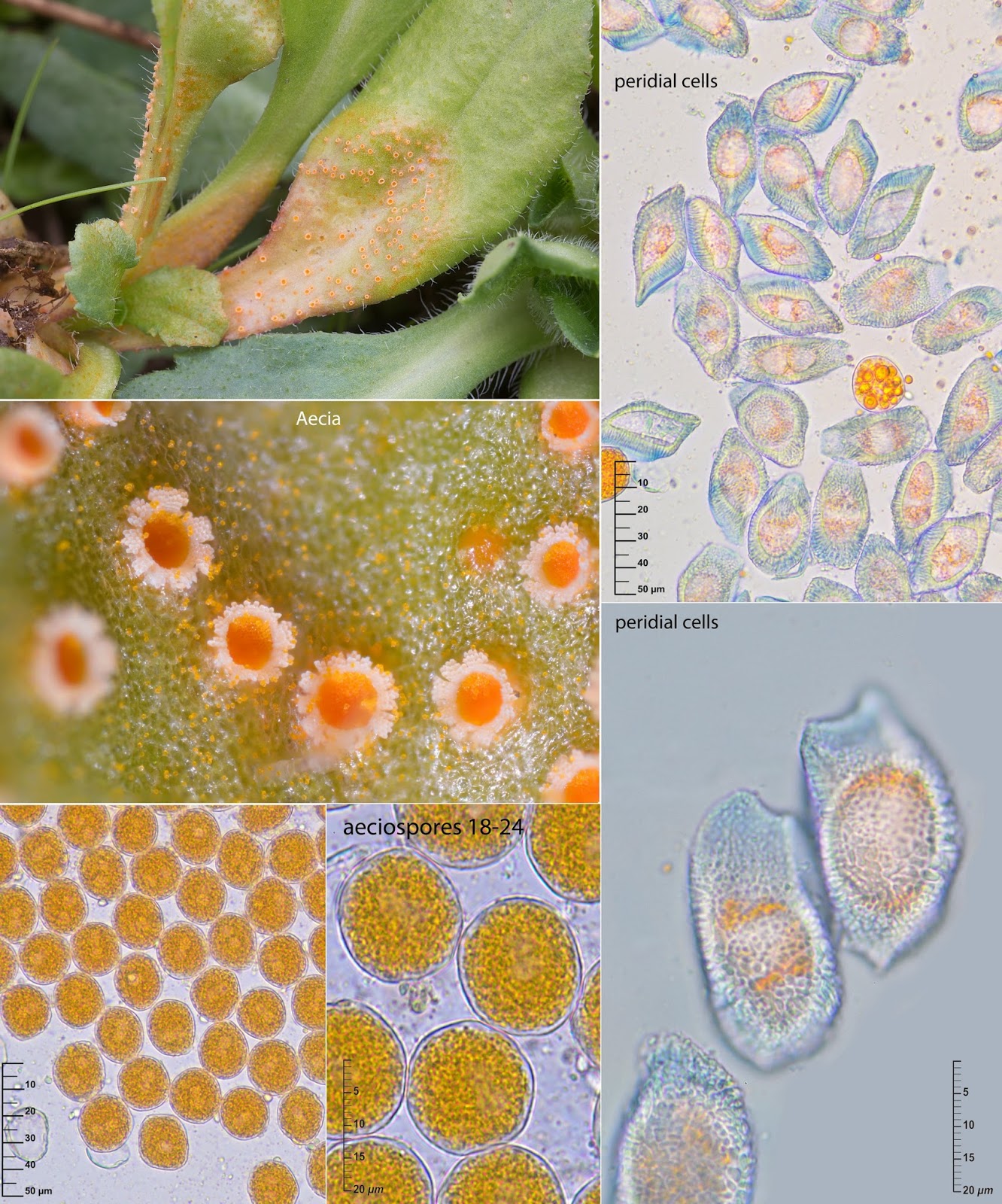 Puccinia obscura cf. J. Schröt. • CEMAS Orden Pucciniales,