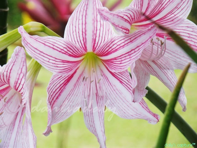 Dalicious: Macam-macam Bunga