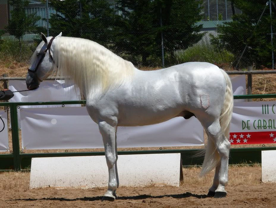 CENTRO ECUESTRE TORDESILLAS: Razas de Caballos en España