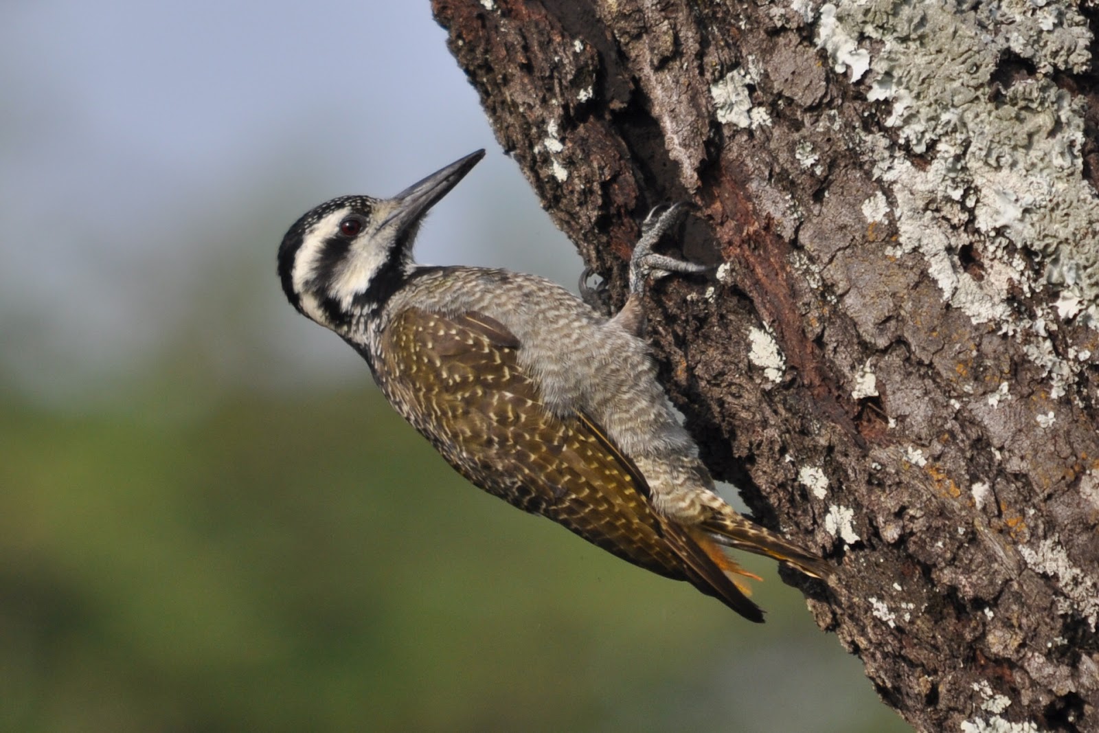 Woodpeckers of the World: Picid in Focus: Bearded Woodpecker - female