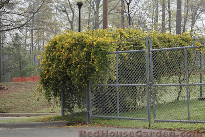 Red House Garden: Carolina Jessamine