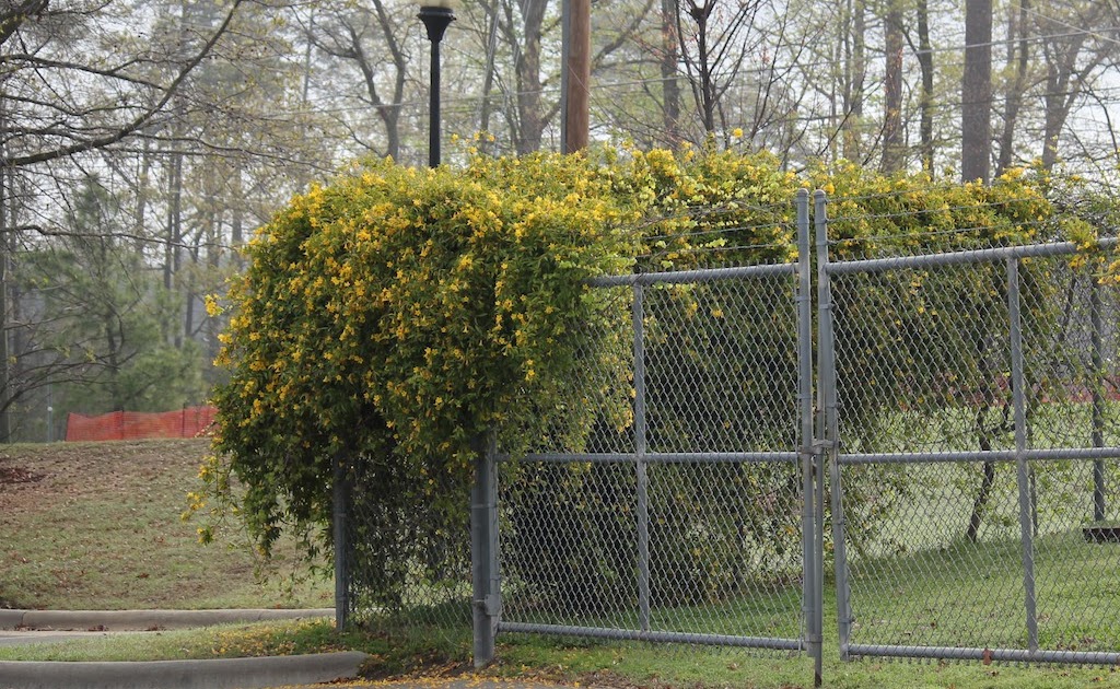 Red House Garden: Carolina Jessamine