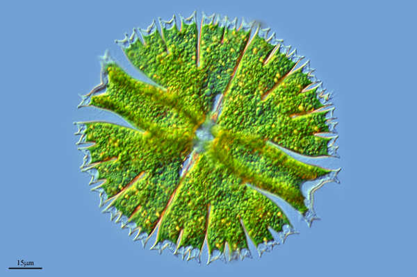 Laminaria Microscope