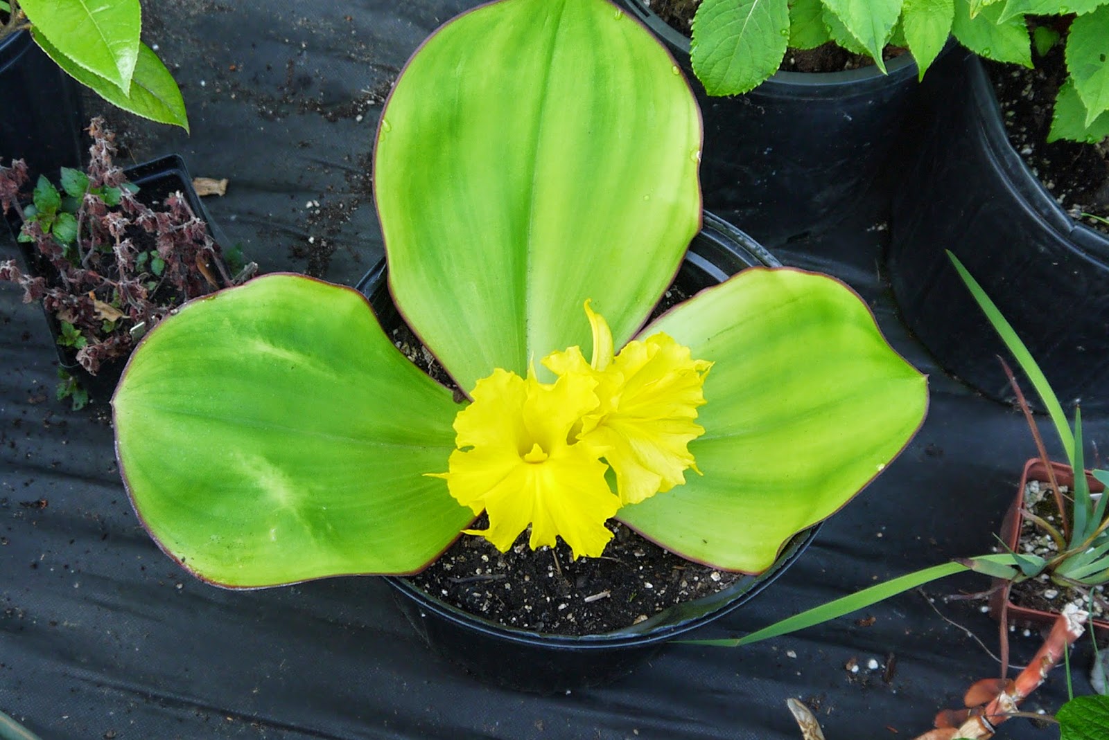 A not so simple garden: Costus spectabilis, a Spectacular Plant Indeed