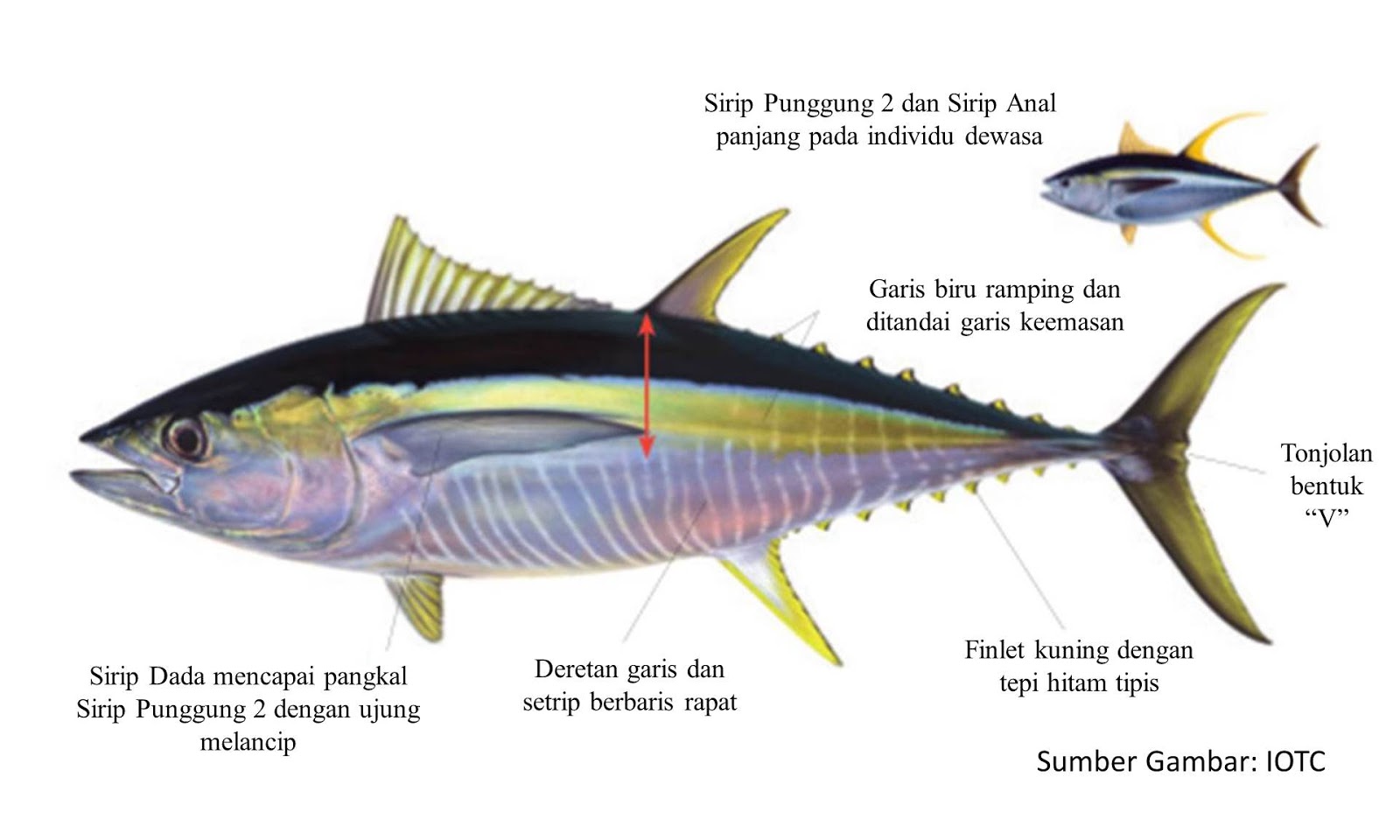 Morfologi Ikan Tuna Sirip Kuning - Homecare24 Morfologi Ikan Tuna Sirip Kuning - Homecare24