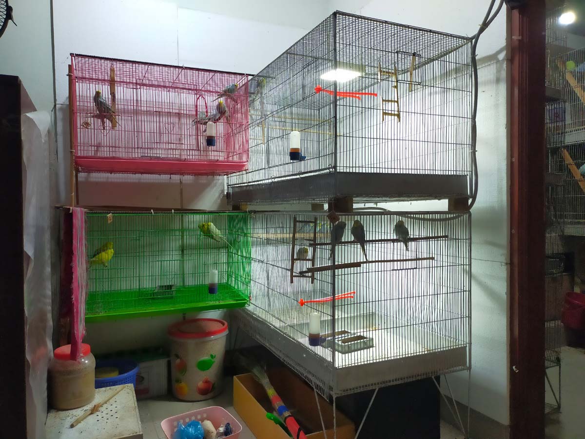 My Budgie Setup - Exotic Bird Breeders in Bangladesh