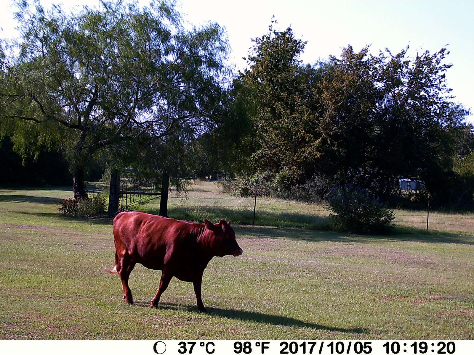 Two Men and a Little Farm: COW WRANGLING
