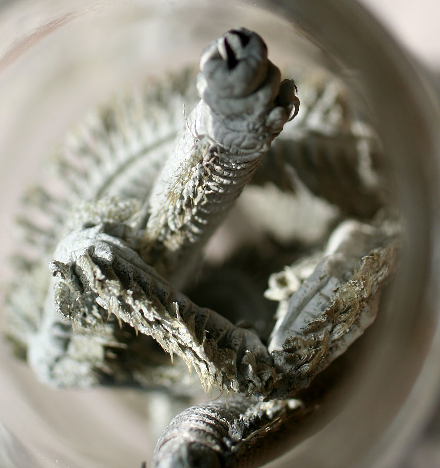 Louisville Fossils and Beyond: Sand Worms