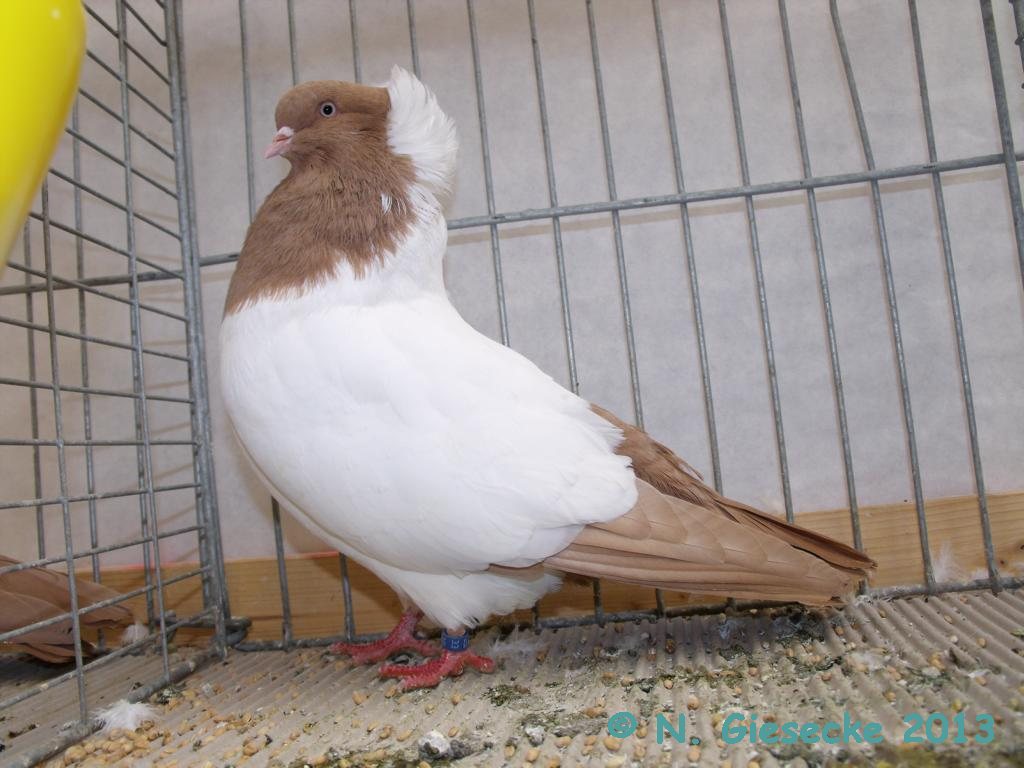 Nun (English) pigeons - Pigeons fall