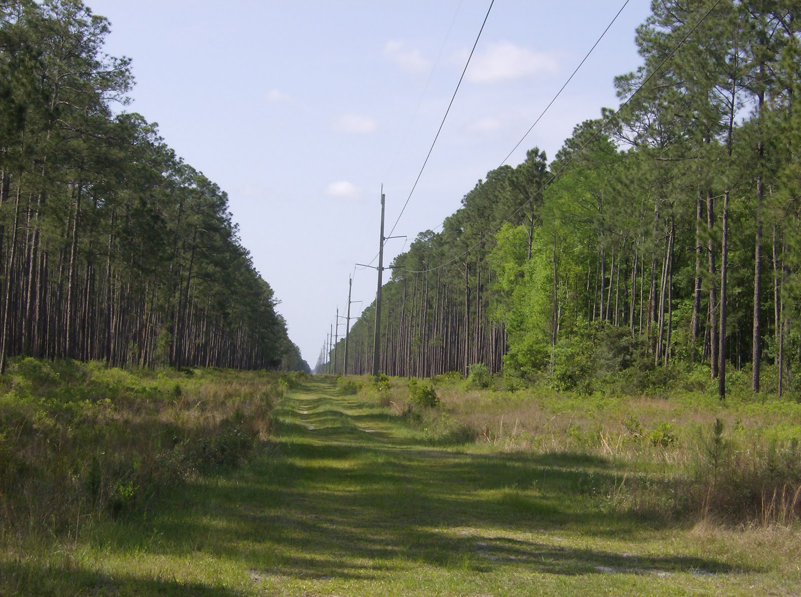 Trains and Trails of Nassau County FLA: Riding the Trails in Cary State ...