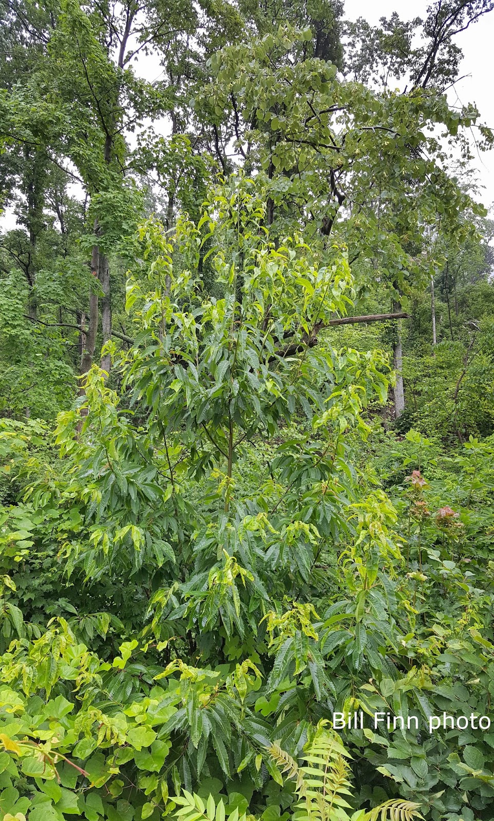 New England Forests: 2017