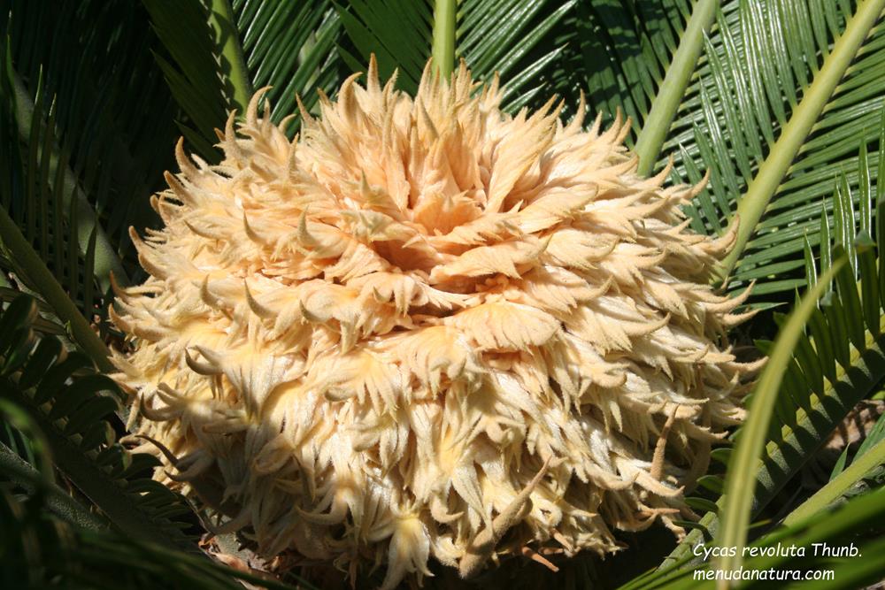 Menuda Natura: Cycas revoluta Thunb.