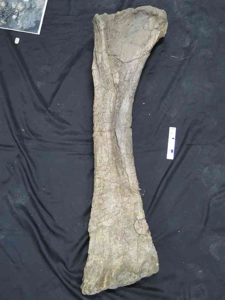 Fundacion Dinosaurios Cyl: Soriatitan golmayensis, un nuevo dinosaurio ...