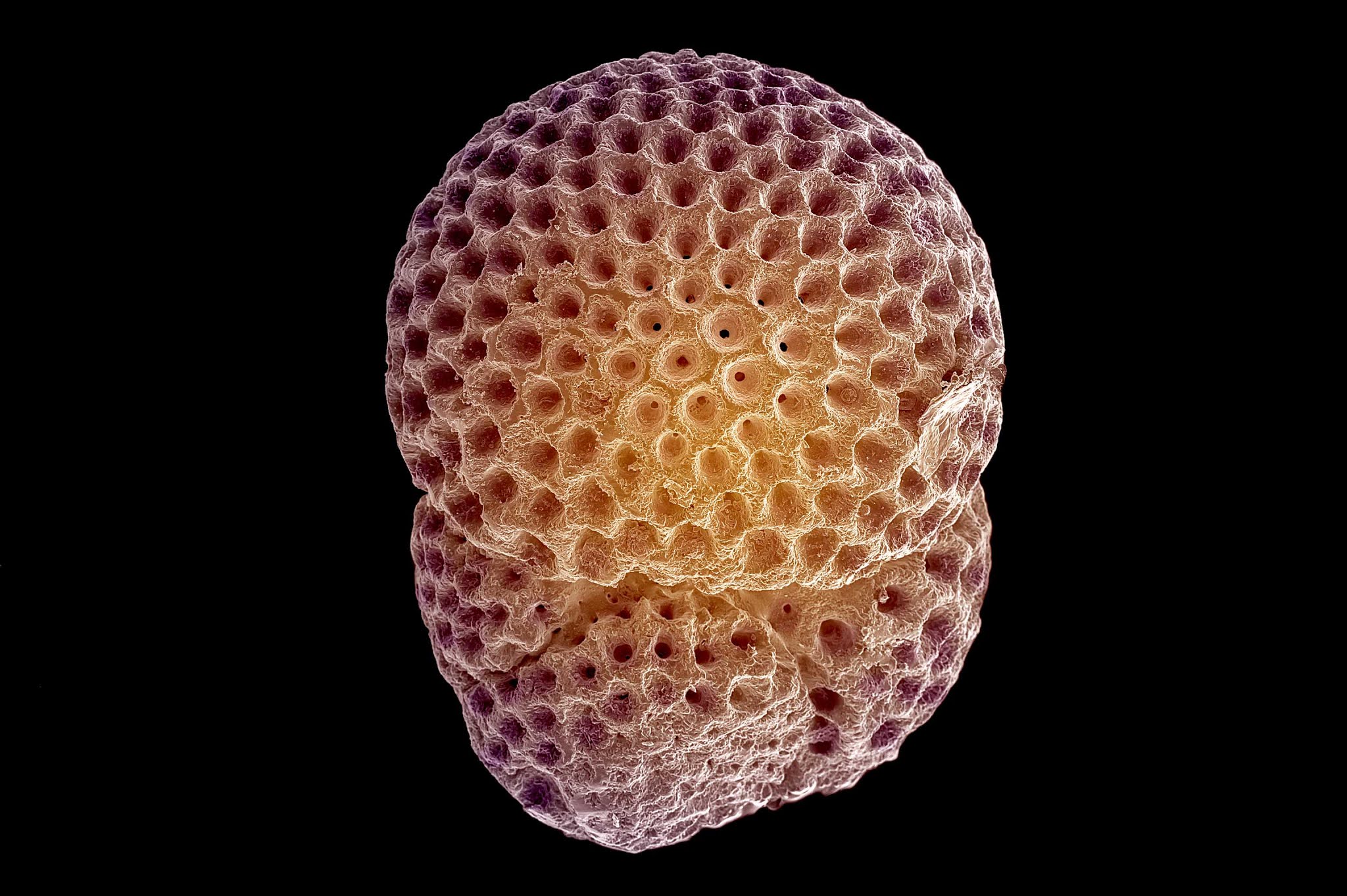 MUNDO PALEONTOLÓGICO : Foraminiferos