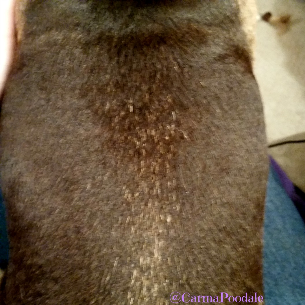 Carma Poodale : #BayerExpertCare Comes To The Rescue For Dry Skin on ...