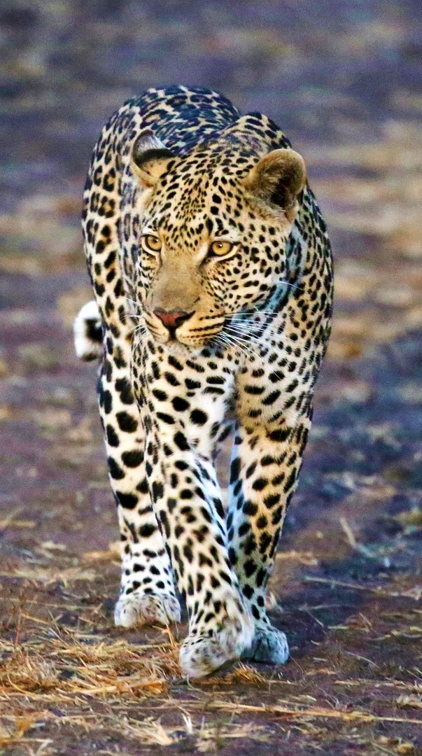 Leopard on the move - About Wild Animals