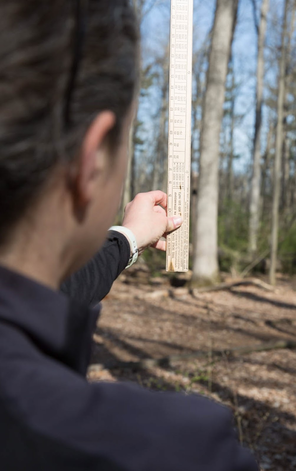 Central Pennsylvania Forestry: Quick Timber Cruise Technique