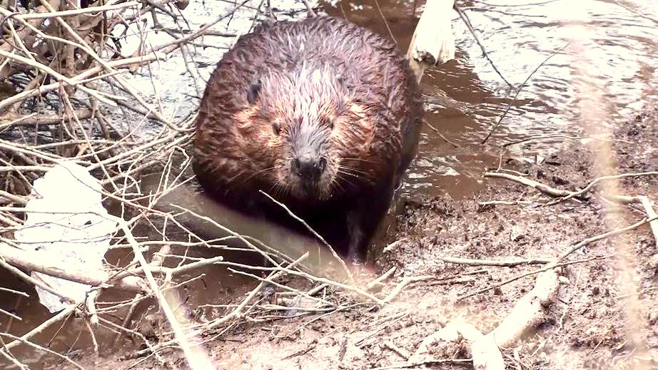 Tales From The Wilds: Recent Dam Collapse is a Serious Problem for our ...
