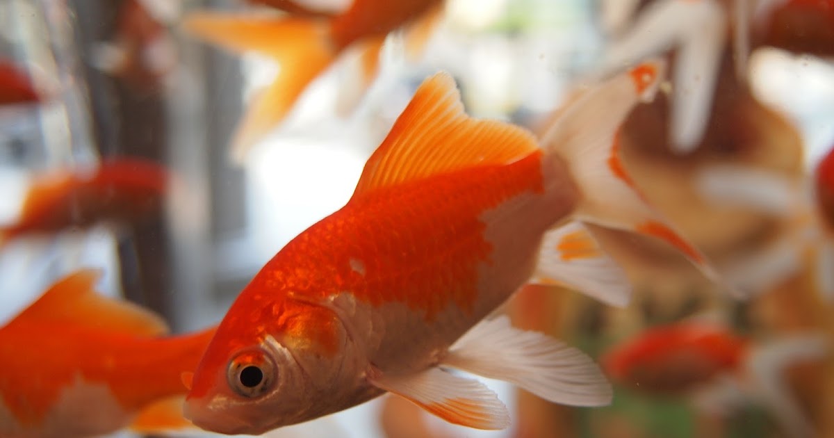 Family spends hundreds on lifesaving surgery for beloved pet fish ...