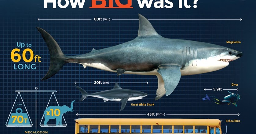 Fakta Megalodon Hiu Raksasa Masa Prasejarah - Berita Aneh dan Unik Terbaru