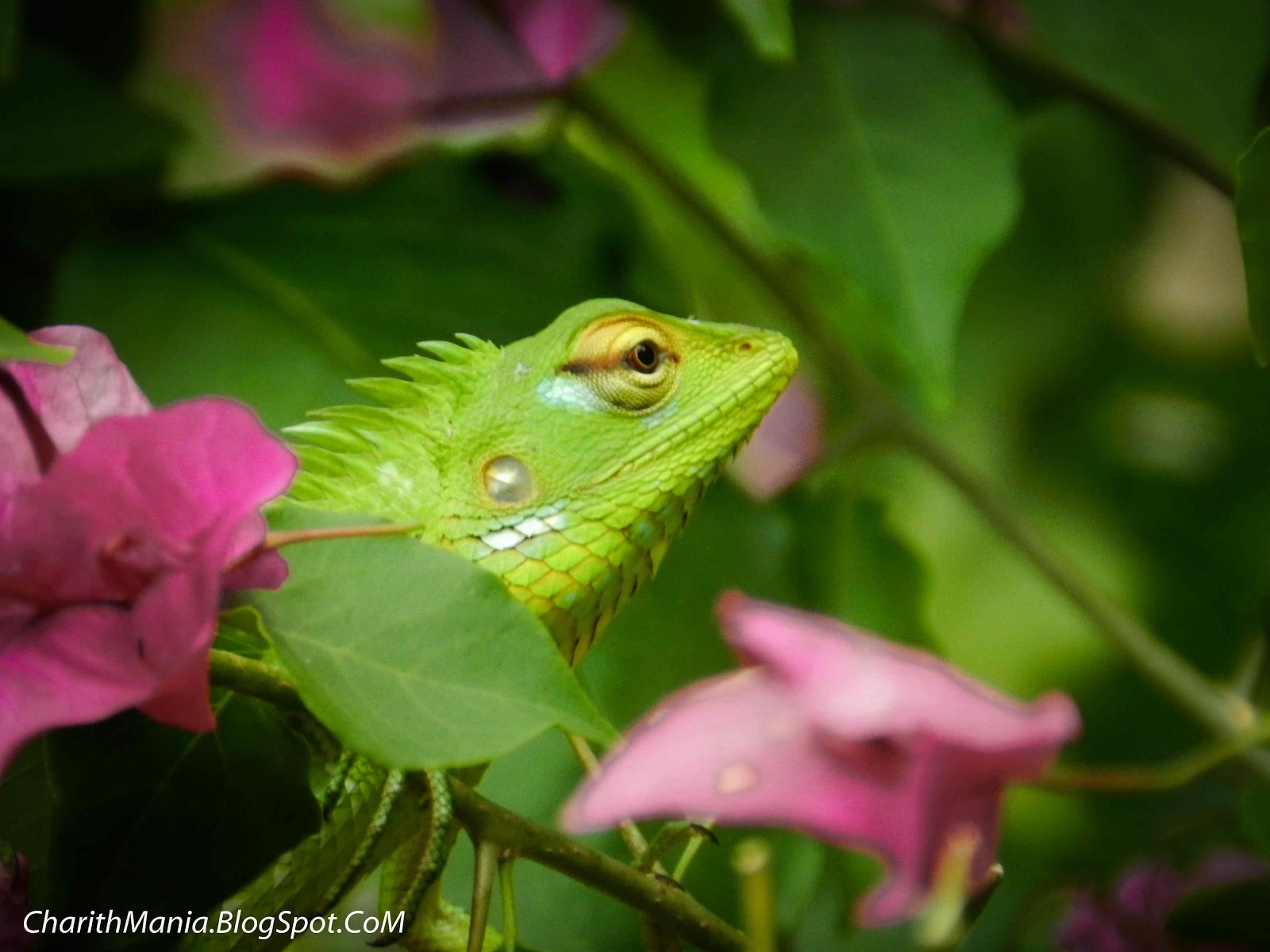 CharithMania: Garden Lizard ( Katussa ) Sri Lanka