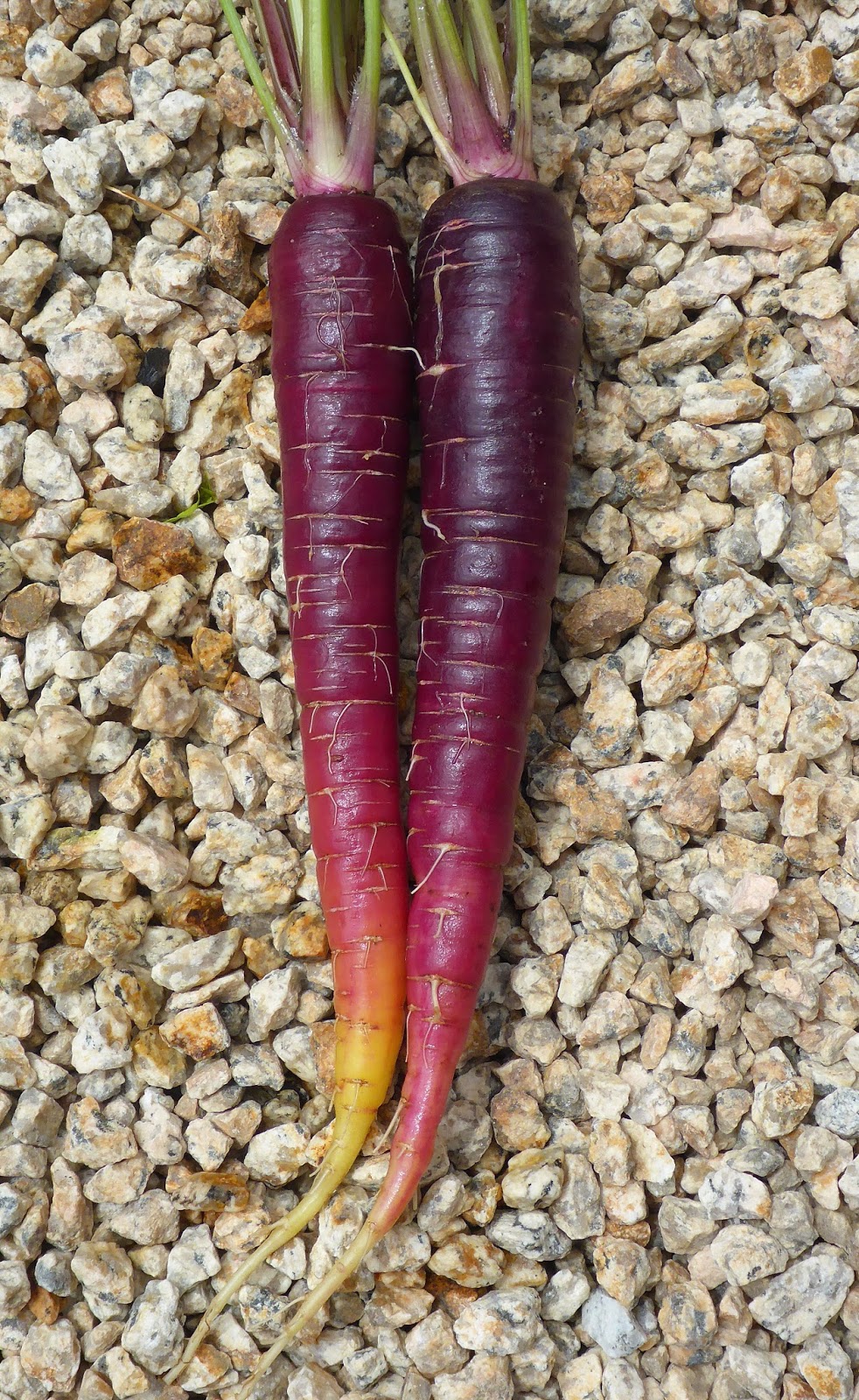 From Seed To Table: Harvest Monday - June 20, 2016