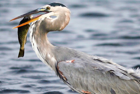 Which birds will come to my large pond?