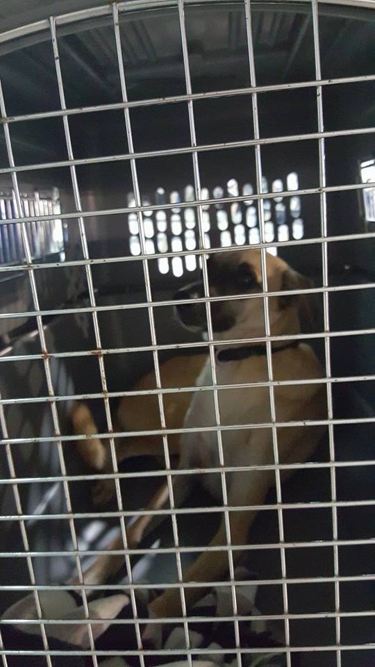 Wild born Canaan dogs of Saudi Arabia: Update on the genetic study of ...