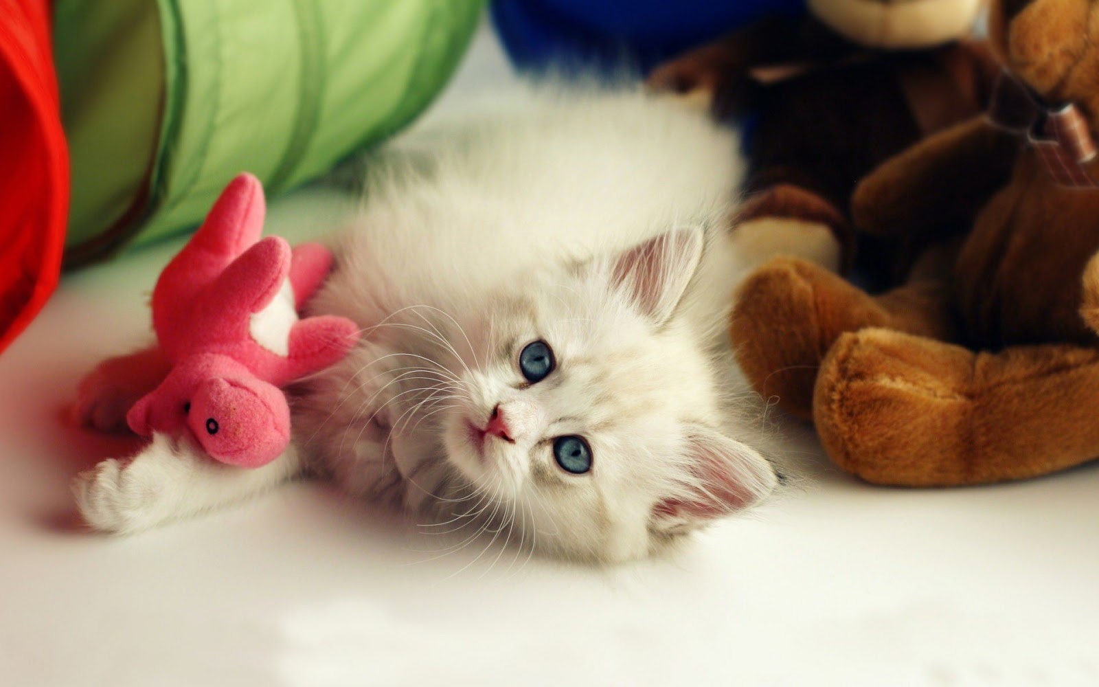 Cute Cat Wallpaper HD + For Android And Desktop