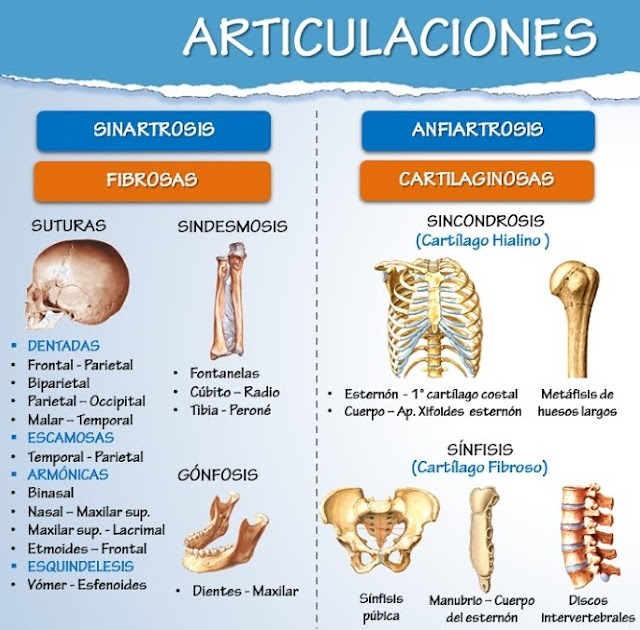 ANATOMÍA DEL HOMBRO Y CINTURA ESCAPULAR.