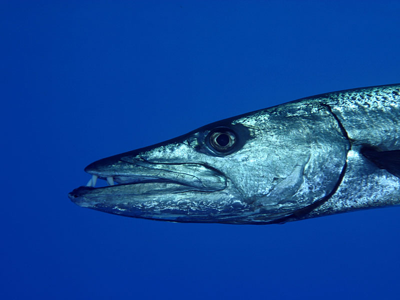 Barracuda-Sphyraena Barracuda