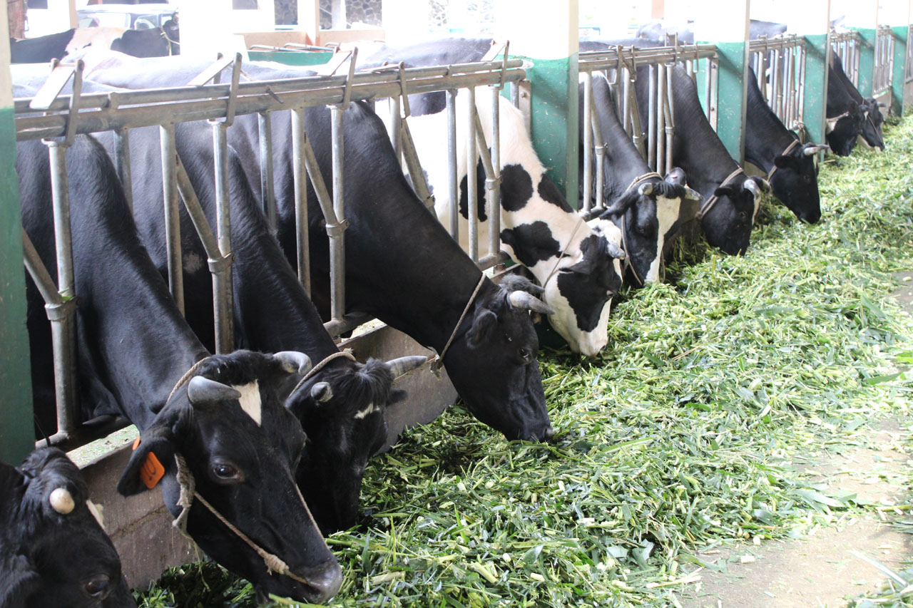 RESOLUSI SWASEMBADA DAGING DAN SUSU MELALUI OPTIMALISASI REPRODUKSI dan ...