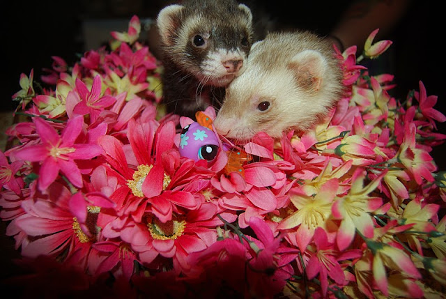 Like A Perfect Song: LPS insects