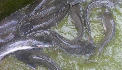 Cara Panen Dan Pasca Panen Lele Keli Yang Benar - cara ternak ikan