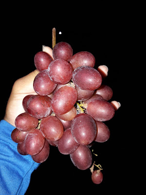 Sebelum Anda menanamnya... baca artikel Perbandingan Rasa 11 Jenis ...