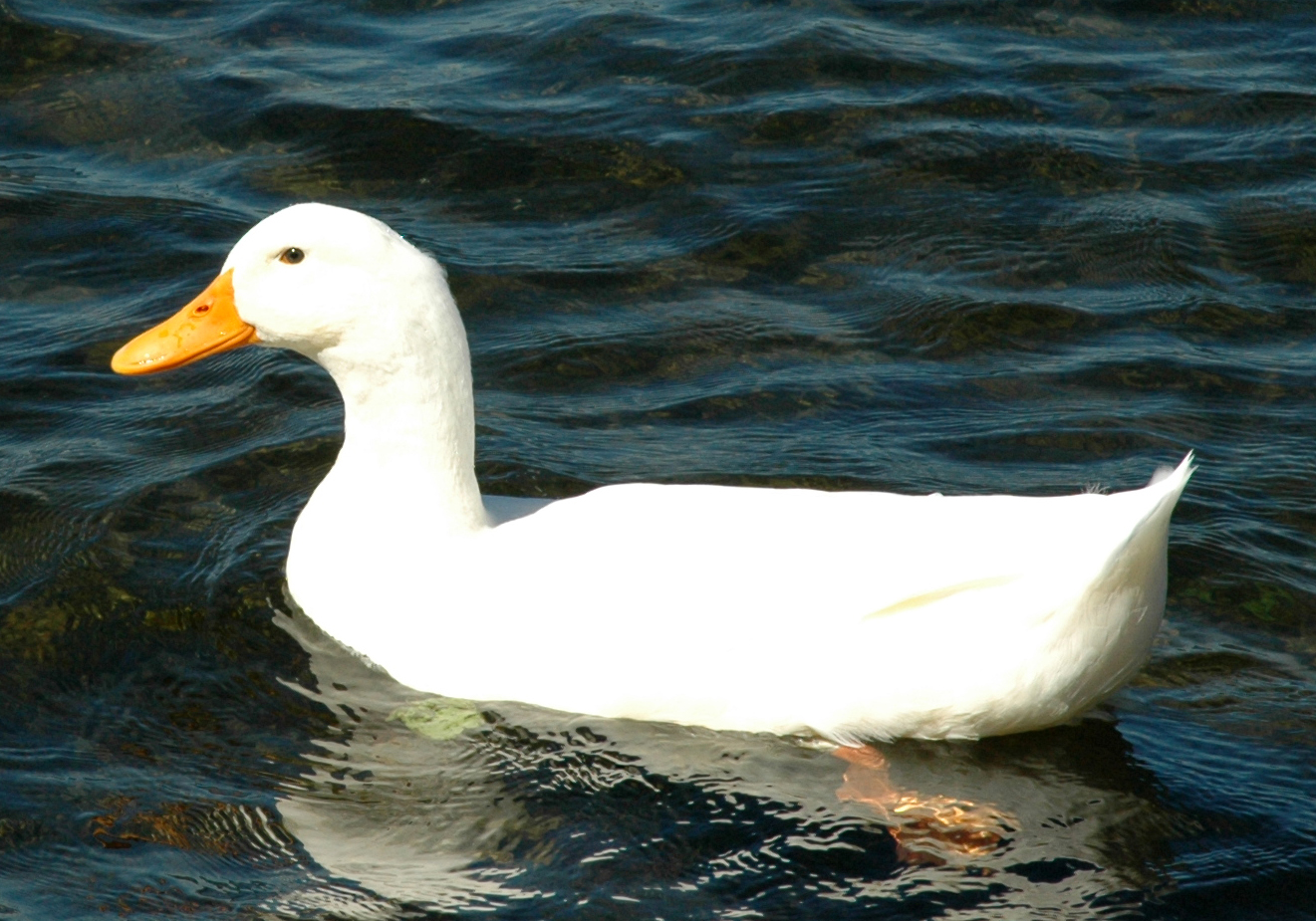 gambar: Gambar bebek Lengkap