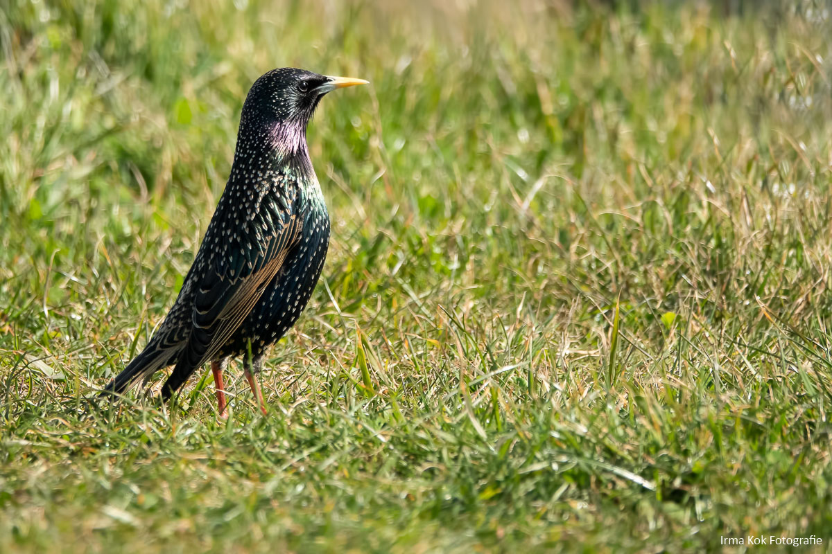 Irma's Natuurbeleving : Spreeuw / Sturnus vulgaris