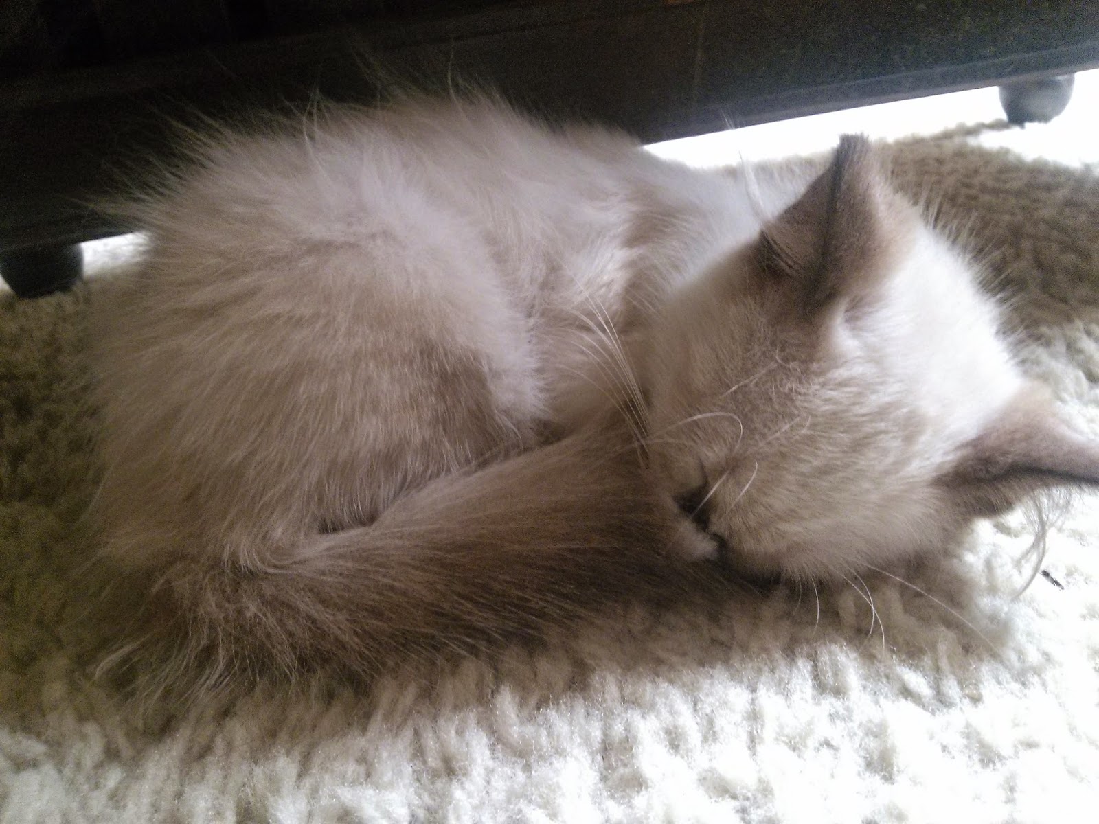 Simply.Exploring.the"Perhaps": The Fun of Rearing a Cat