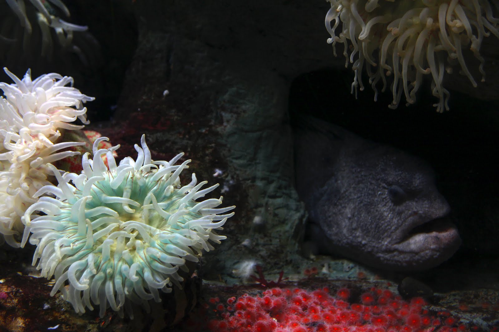 Kathleen Matthews Milstein - Photography: UC San Diego's Birch Aquarium ...